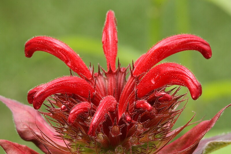 "Aliens Hatching" by Kyle Odom | Redbubble