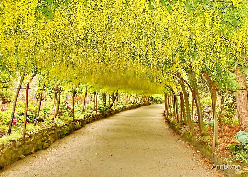 "LABURNUM ARCH at Bodnant Gardens N.Wales" by AnnDixon | Redbubble