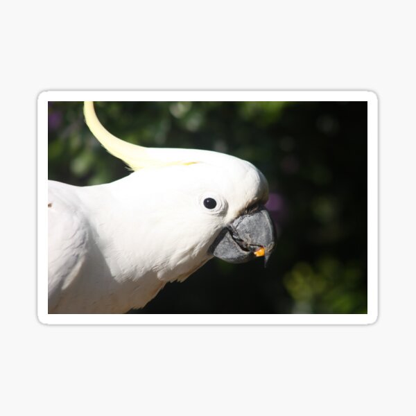 "Side View of Cocky" Sticker for Sale by jansimpressions | Redbubble