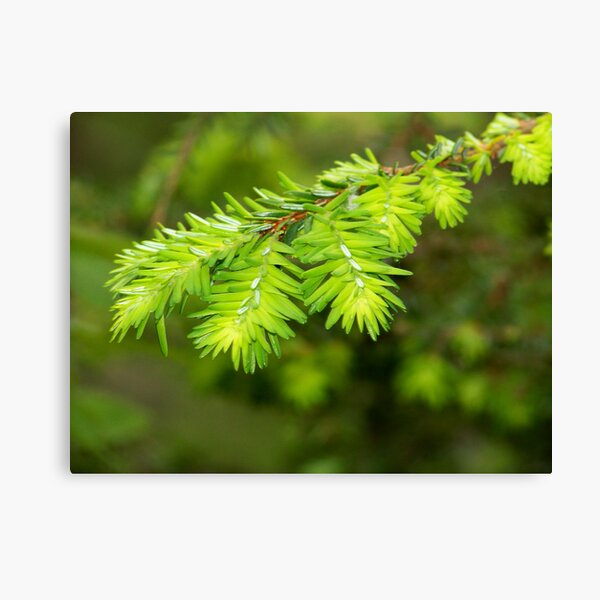 Hemlock Tree Gifts & Merchandise | Redbubble