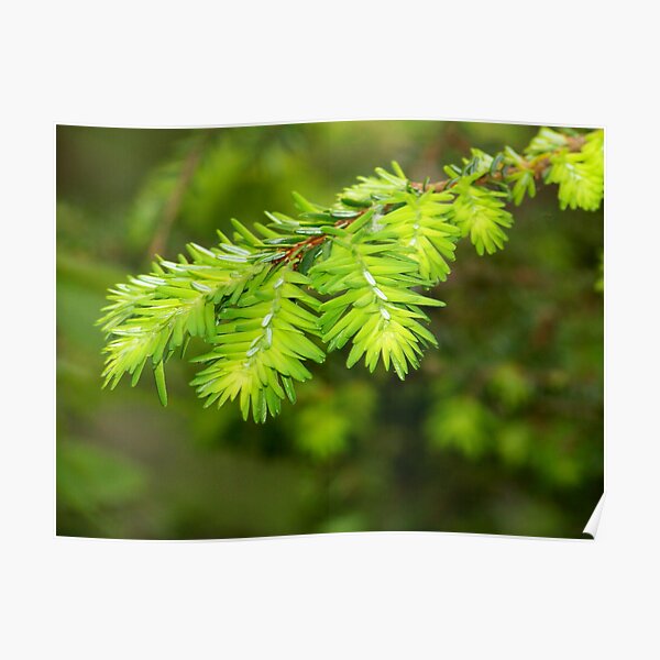 Hemlock Tree Gifts & Merchandise | Redbubble