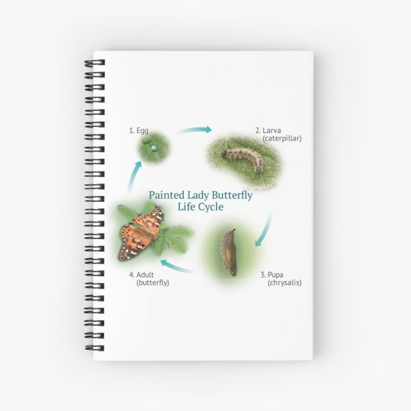 Painted Lady Butterfly Life Cycle 3 Life Cycle Of Painted Lady