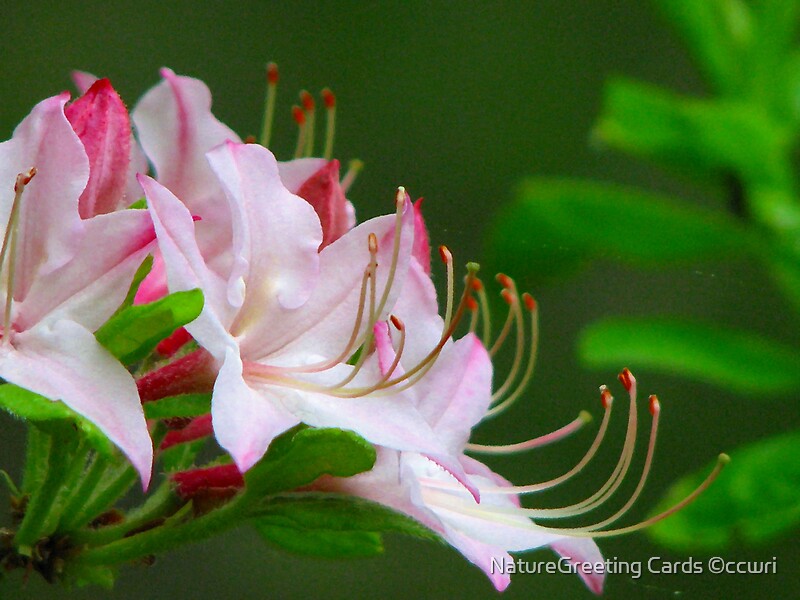 "~Wild Pink Azalea~" by NatureGreeting Cards ©ccwri | Redbubble