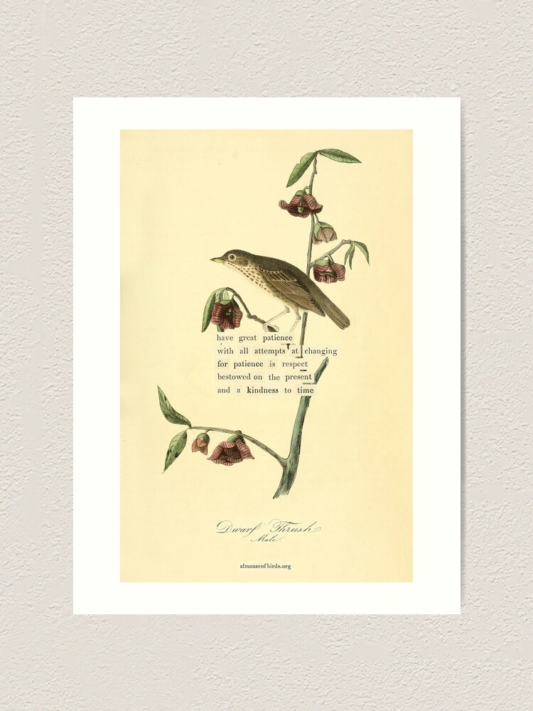 "Bird Divination: Dwarf Thrush (almanacofbirds.org)" Art Print for Sale ...