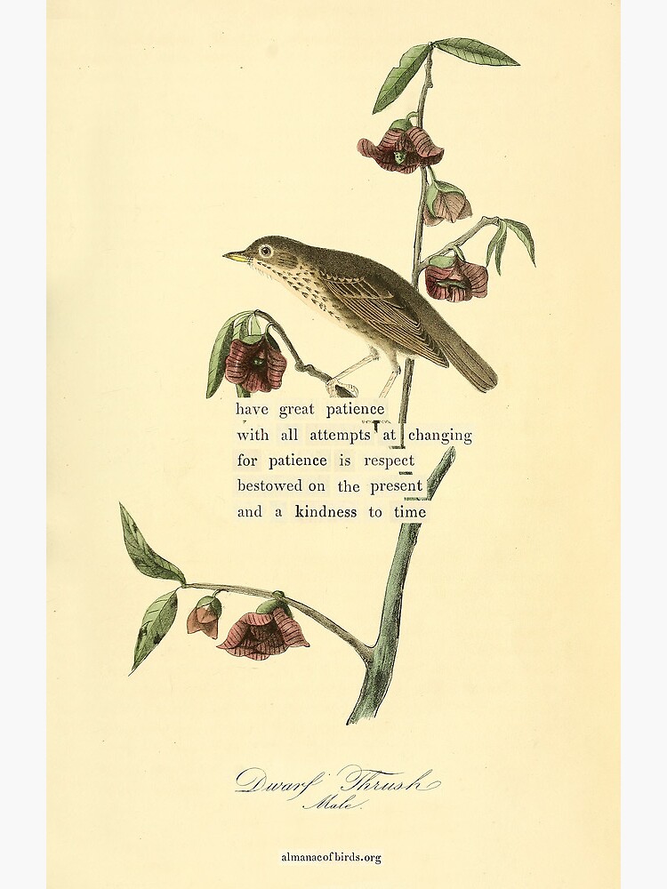 "Bird Divination: Dwarf Thrush (almanacofbirds.org)" Art Print for Sale ...