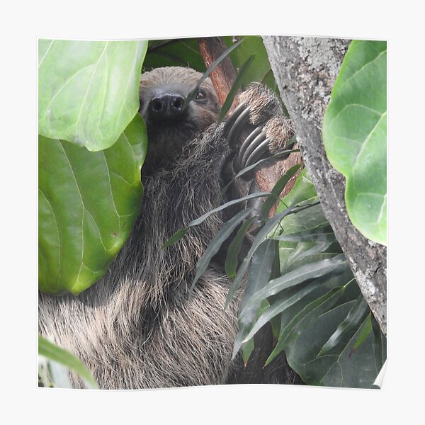 "Peekaboo sloth" Poster by StudioCorvid | Redbubble