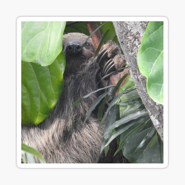 "Peekaboo sloth" Sticker by StudioCorvid | Redbubble