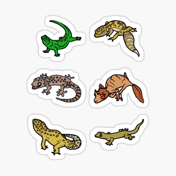 Tokay Gecko Morph Merch & Gifts for Sale | Redbubble