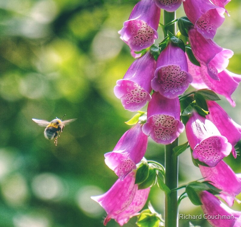 "" The Garden Of Light "" by Richard Couchman | Redbubble