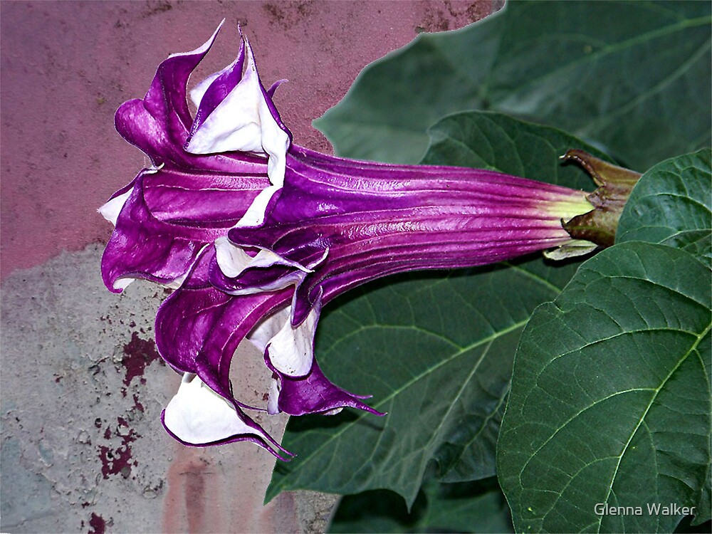 "Purple Datura Flower" by Glenna Walker | Redbubble