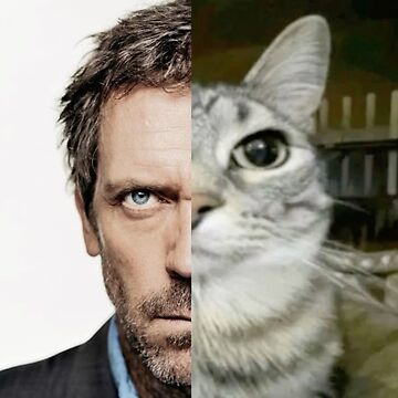 "House MD Cat Meme" Sticker for Sale by EarwigDesigns | Redbubble