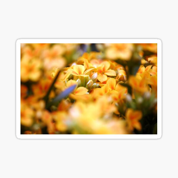 "Sunny Smallest" Sticker by WalnutHill | Redbubble