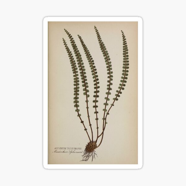 "Naturalist Fern" Sticker for Sale by bluespecsstudio | Redbubble