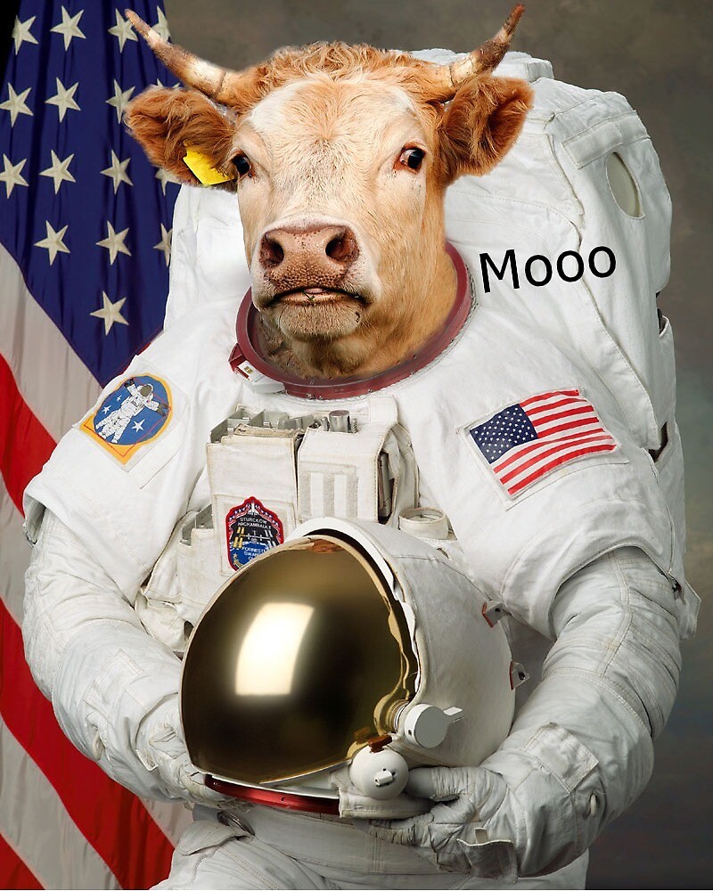 "Cow Astronaut" by Borkatjov | Redbubble