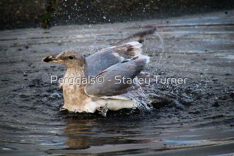 "puddle bath" by Perggals© - Stacey Turner | Redbubble