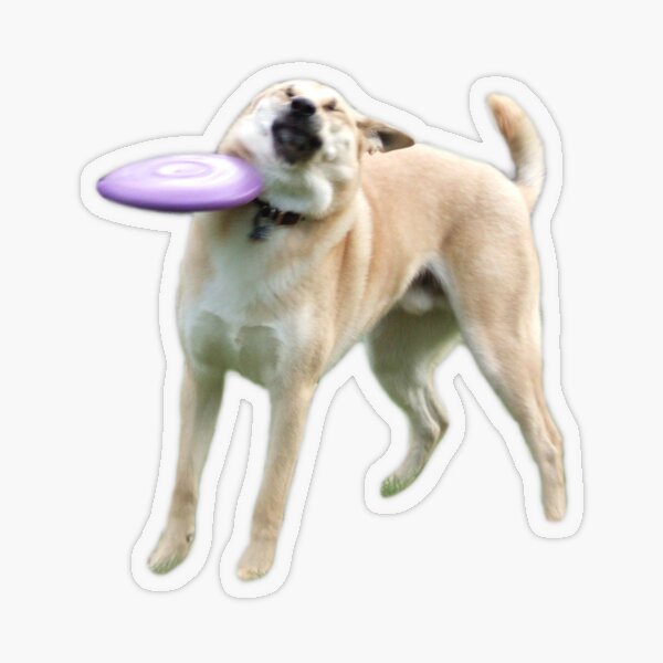 "Frisbee Dog" Sticker by Elisecv | Redbubble