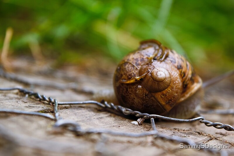 "Animals and Wildlife - Lost Snail" by SammySDesigns | Redbubble