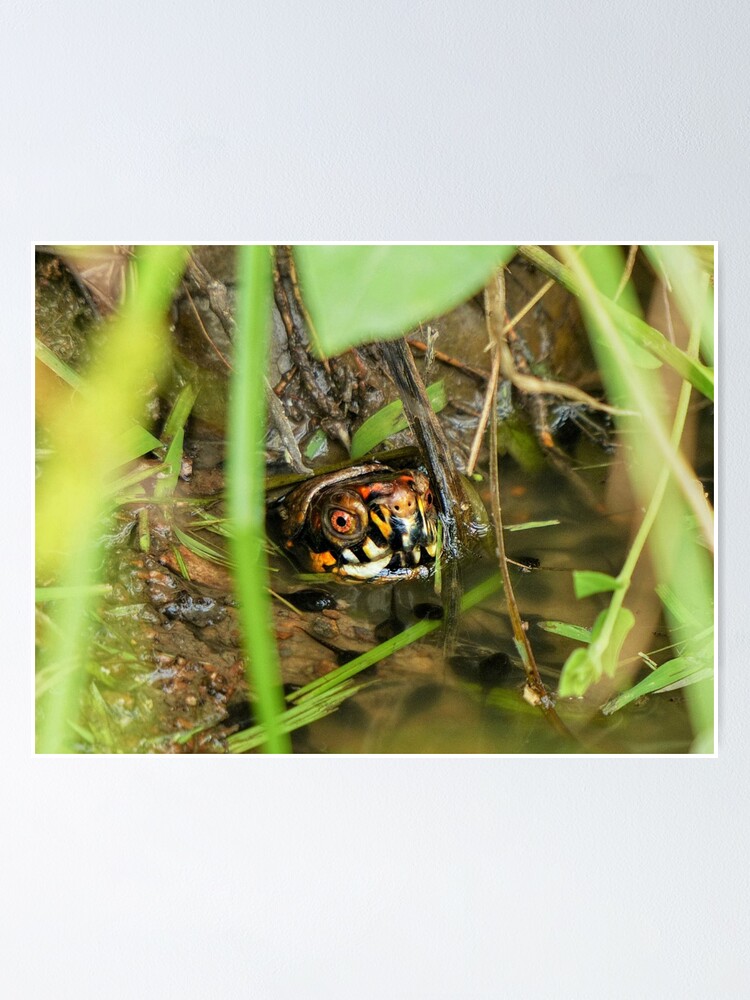 "Box Turtle and Tadpoles" Poster for Sale by FrankieCat | Redbubble
