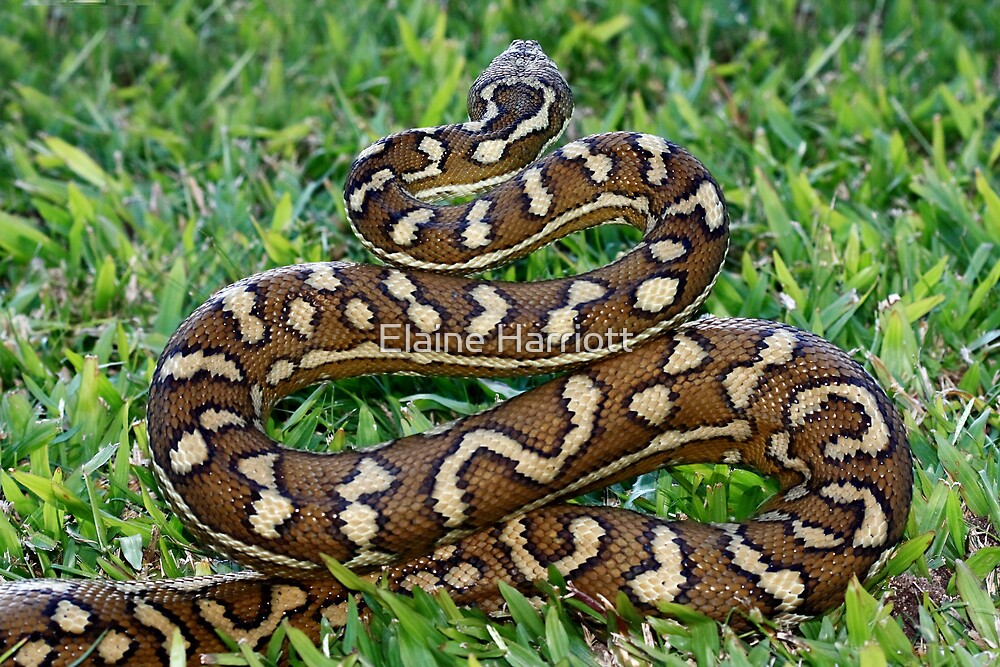  Patterns Of A Carpet Python By Elaine Harriott Redbubble