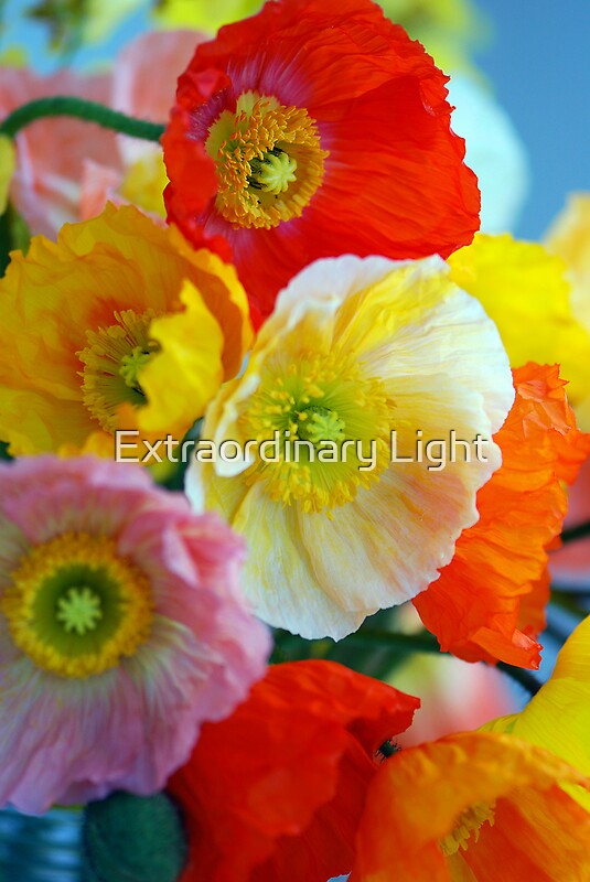 "Bright Poppies" by Extraordinary Light | Redbubble