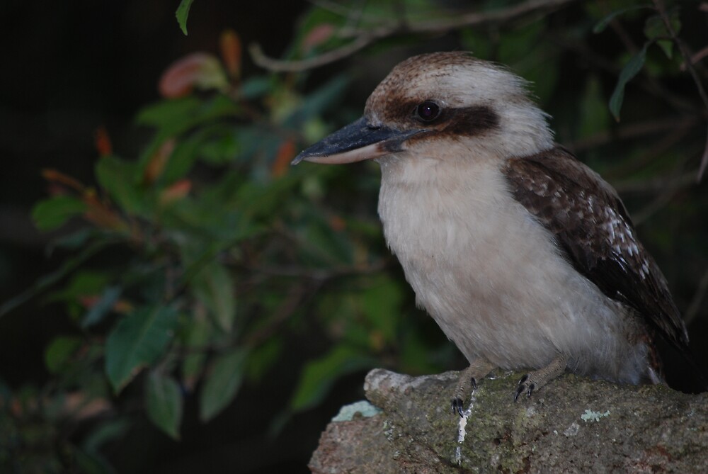 "kookaburra sits in the old gum tree" by traceylk | Redbubble