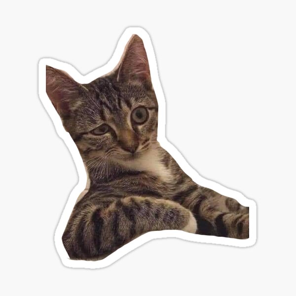 "suspicious Cat meme" Sticker for Sale by SipanSungur | Redbubble