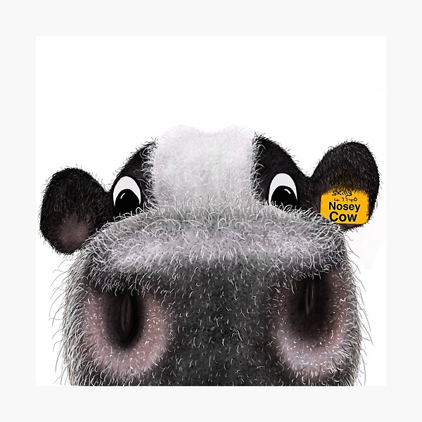 "Nosey cow" Photographic Print for Sale by cheekycows | Redbubble