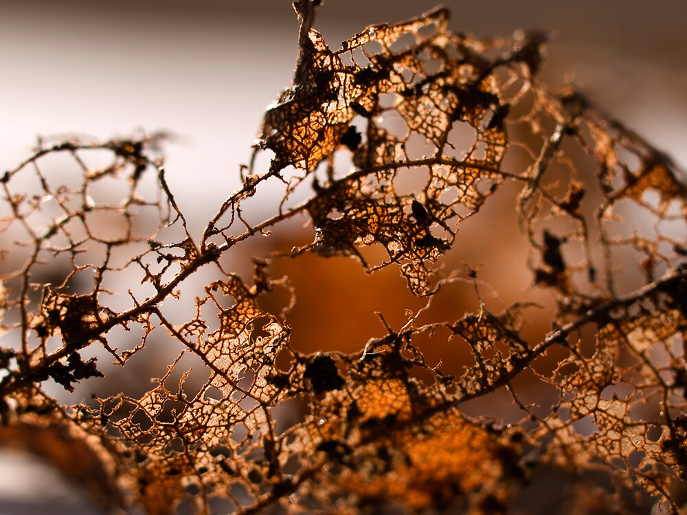 "Disintegrate" by Jenni77 | Redbubble