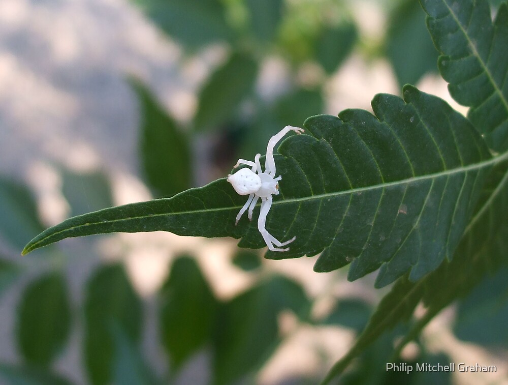 "Albino Spider" by Philip Mitchell Graham | Redbubble