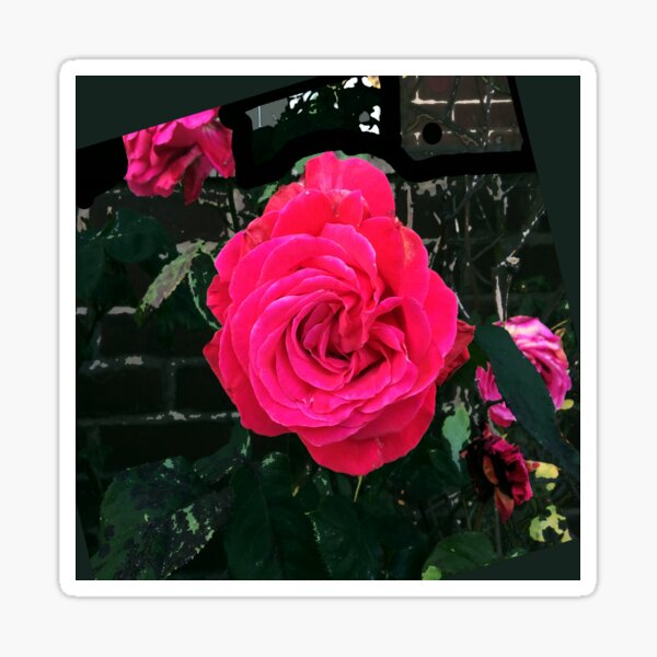 "The big red rose" Sticker by TonyBroadbent | Redbubble