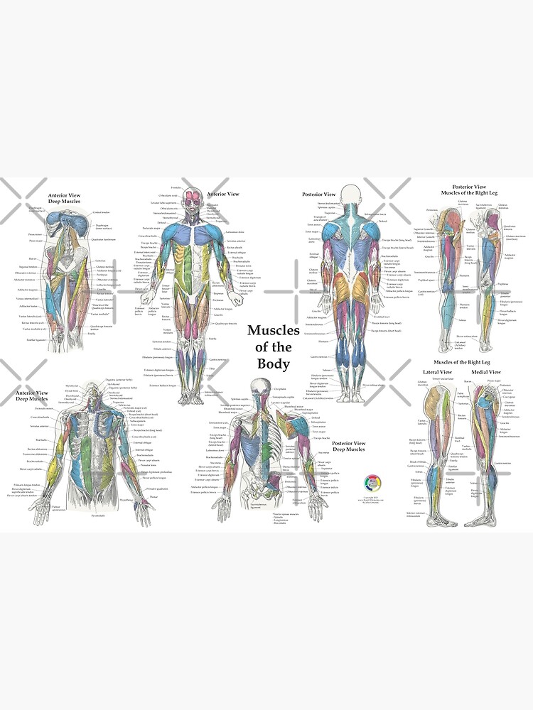 "Human Muscular System Anatomy Chart – Detailed Medical & Educational ...
