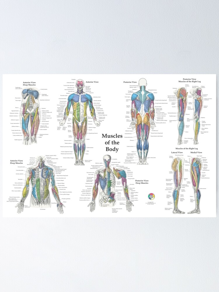 "Human Muscular System Anatomy Chart – Detailed Medical & Educational ...