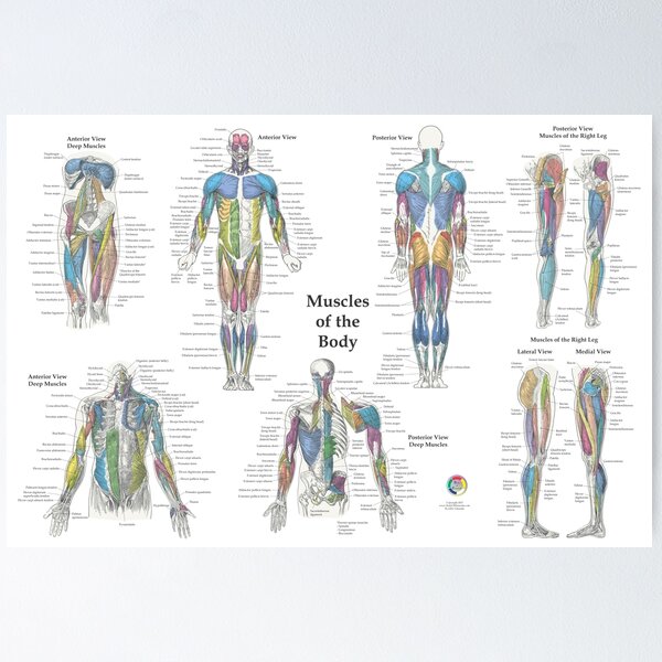 "Human Muscular System Anatomy Chart – Detailed Medical & Educational ...