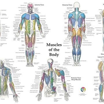 "Human Muscular System Anatomy Chart – Detailed Medical & Educational ...