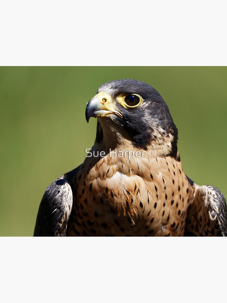 "Peregrine Falcon" Sticker by SHWILDLIFE | Redbubble