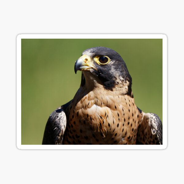 "Peregrine Falcon" Sticker by SHWILDLIFE | Redbubble
