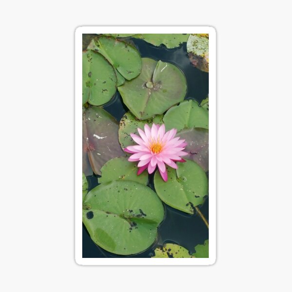 "Soft Pink Awakened Water Lily" Sticker for Sale by JupiterAvian ...