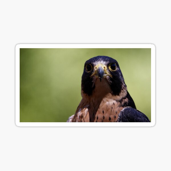 "Peregrine Falcon " Sticker by SHWILDLIFE | Redbubble