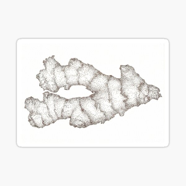 "Ginger Root" Sticker for Sale by EJVisuals | Redbubble