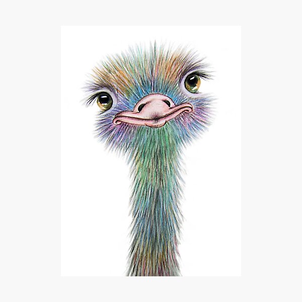 "Colourful Emu" Photographic Print for Sale by Dandarey | Redbubble
