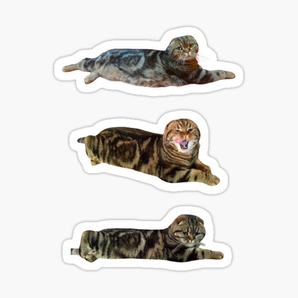 "Funny lying cat meme" Sticker for Sale by MarcelCat | Redbubble