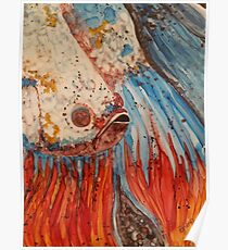 Betta Fish Posters | Redbubble