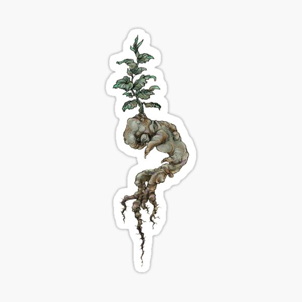 "Sprout Mandrake" Sticker for Sale by zsofiadomeart | Redbubble