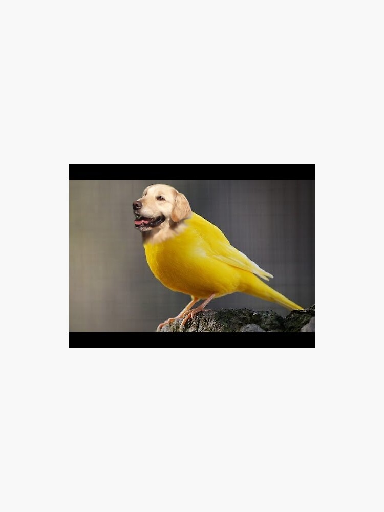 "Bird Dog" Sticker for Sale by MyMainM8 | Redbubble