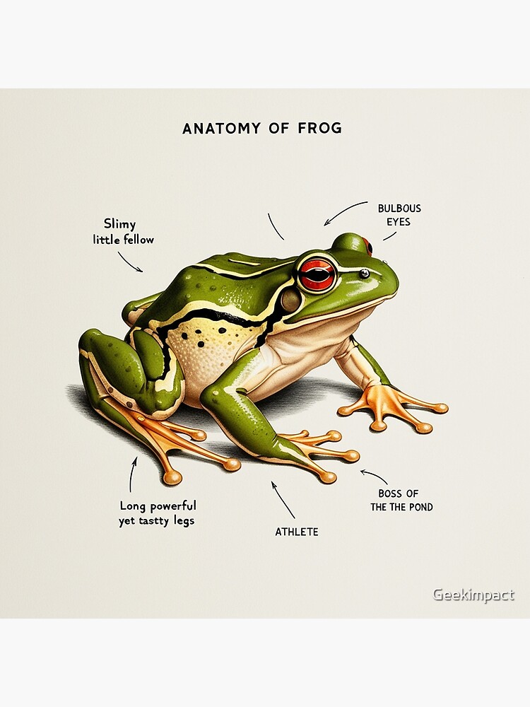 Diagrama De Anatomía Interna De La Rana