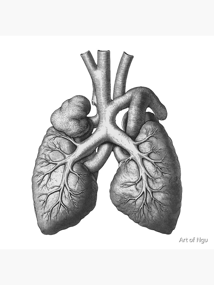 Anatomical Lungs Drawing
