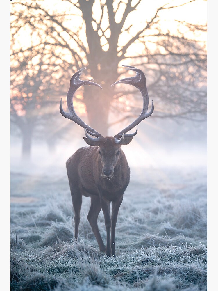 Heart Shaped Antlers Art Board Prints for Sale | Redbubble