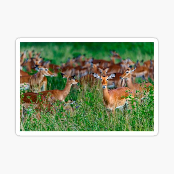 "Impala" Sticker for Sale by Jensphotos | Redbubble
