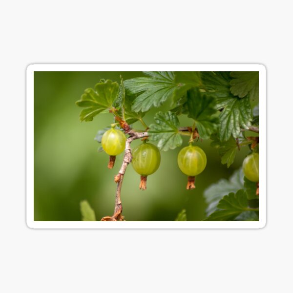 "Gooseberries on Bush" Sticker for Sale by shane22 | Redbubble