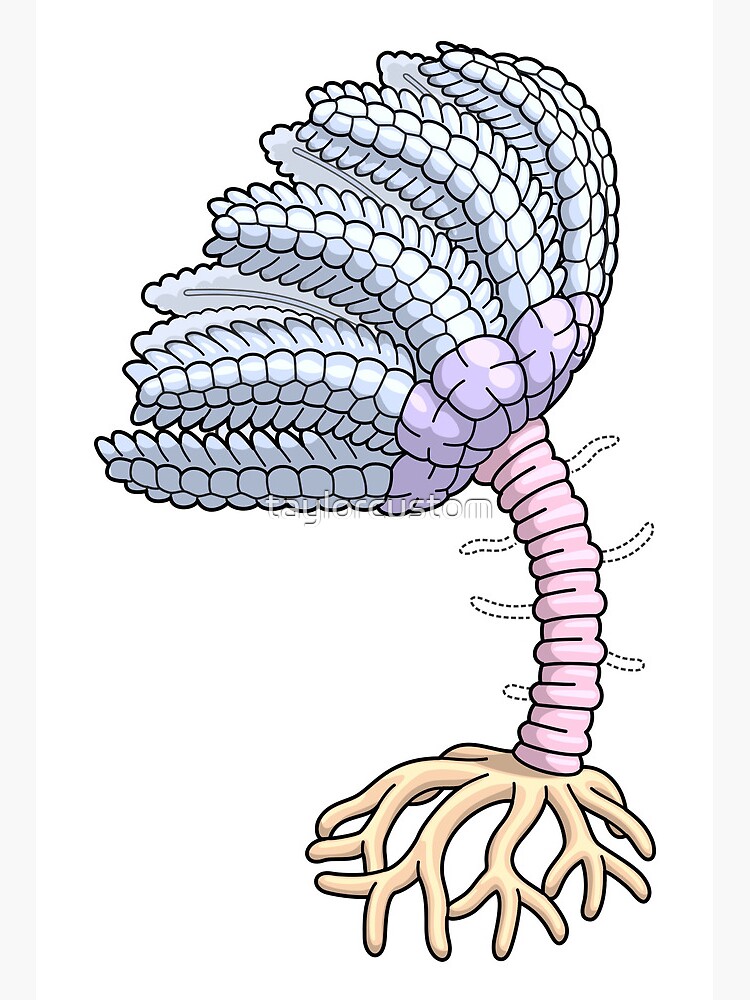 Crinoid Fossil Drawing
